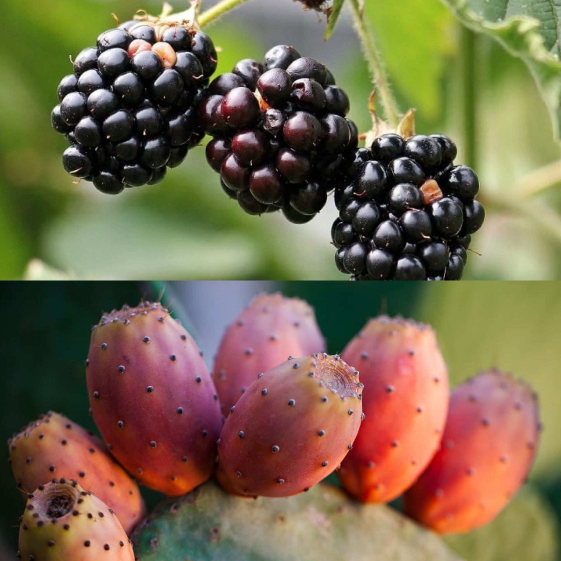 Frutti spontanei d'agosto: è tempo di more e fichi d'india - MeteoLike.it